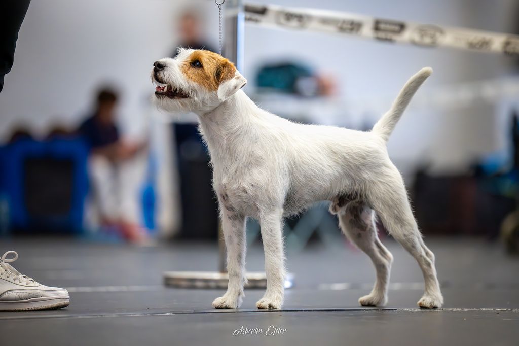 Parson Russell Terrier - The Breed Archive