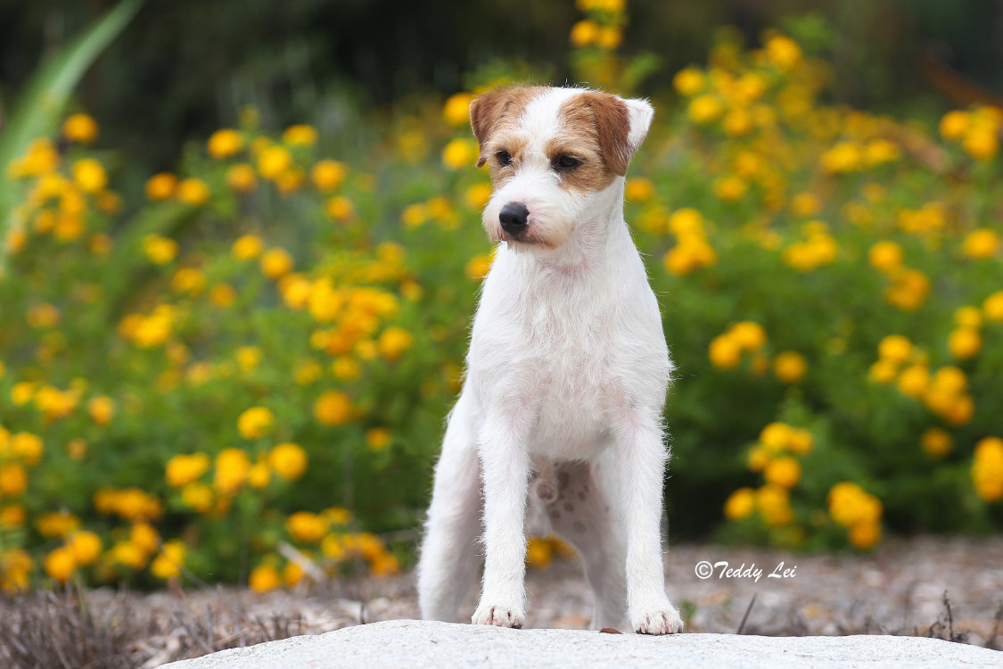 Parson Russell Terrier - The Breed Archive